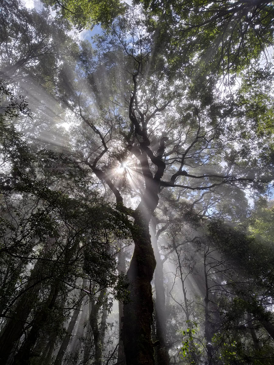Tramping: Tableland Circuit and Mount Arthur, Kahurangi National Park ...